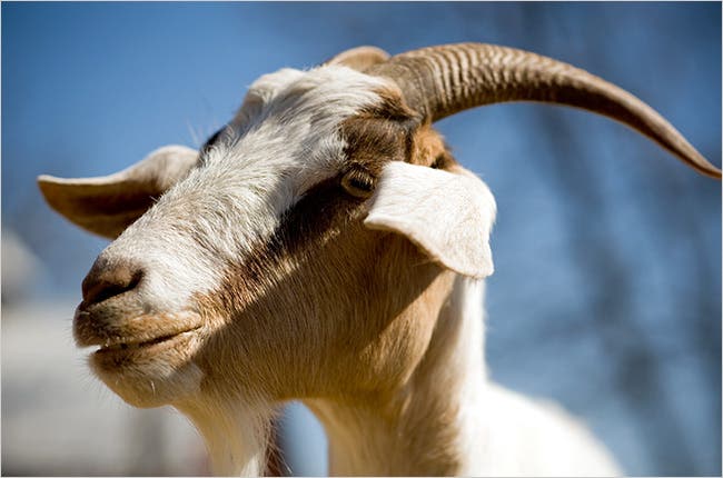 “Phê phán lý trí thuần” – Jane Hirshfield | Nguyễn Huy Hoàng